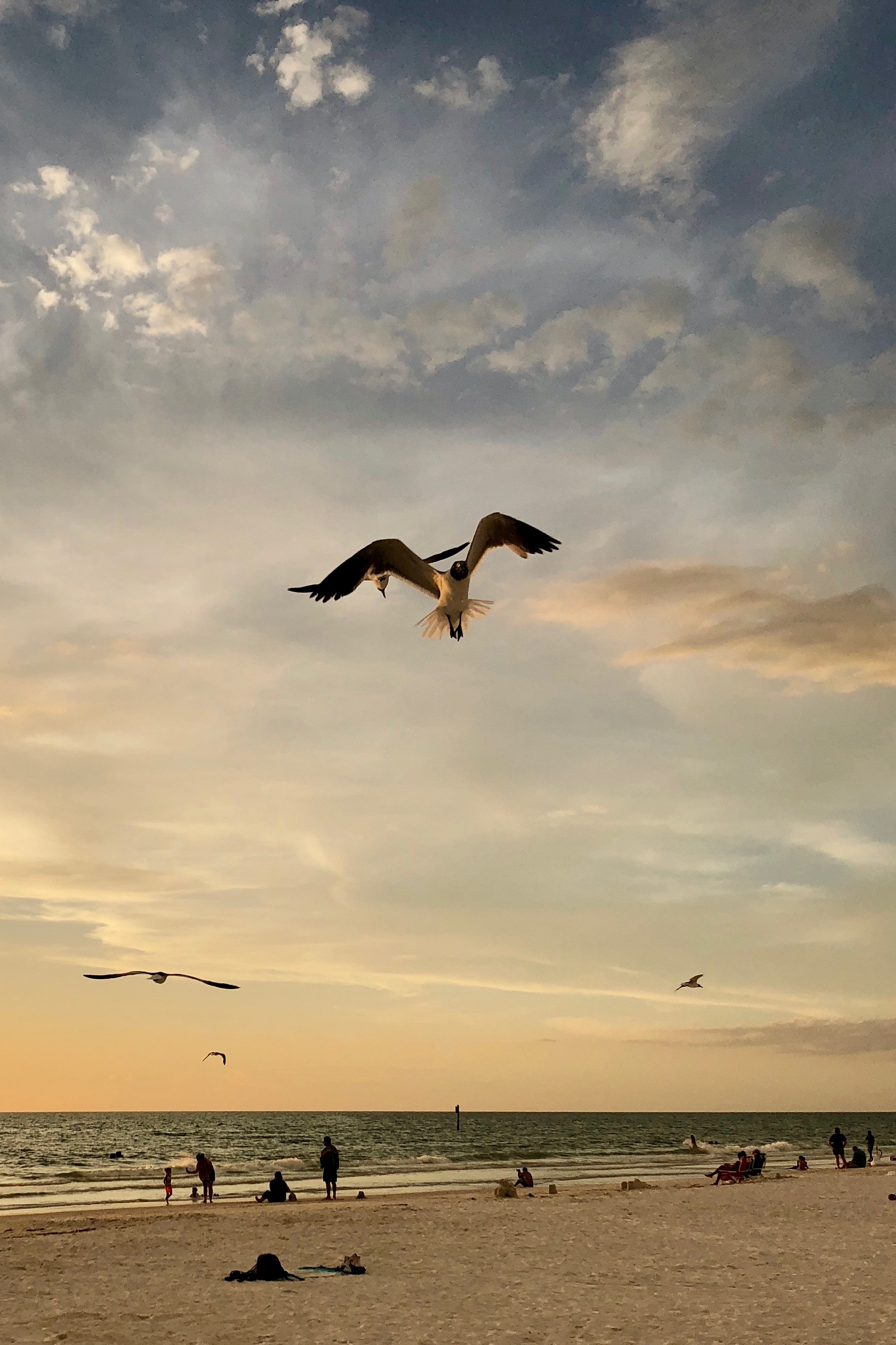 Swooping Seagulls | Alison Escalante MD